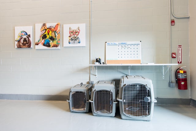 $65 Million Animal Terminal Opens at JFK, With "Pet Oasis" - The Points Guy