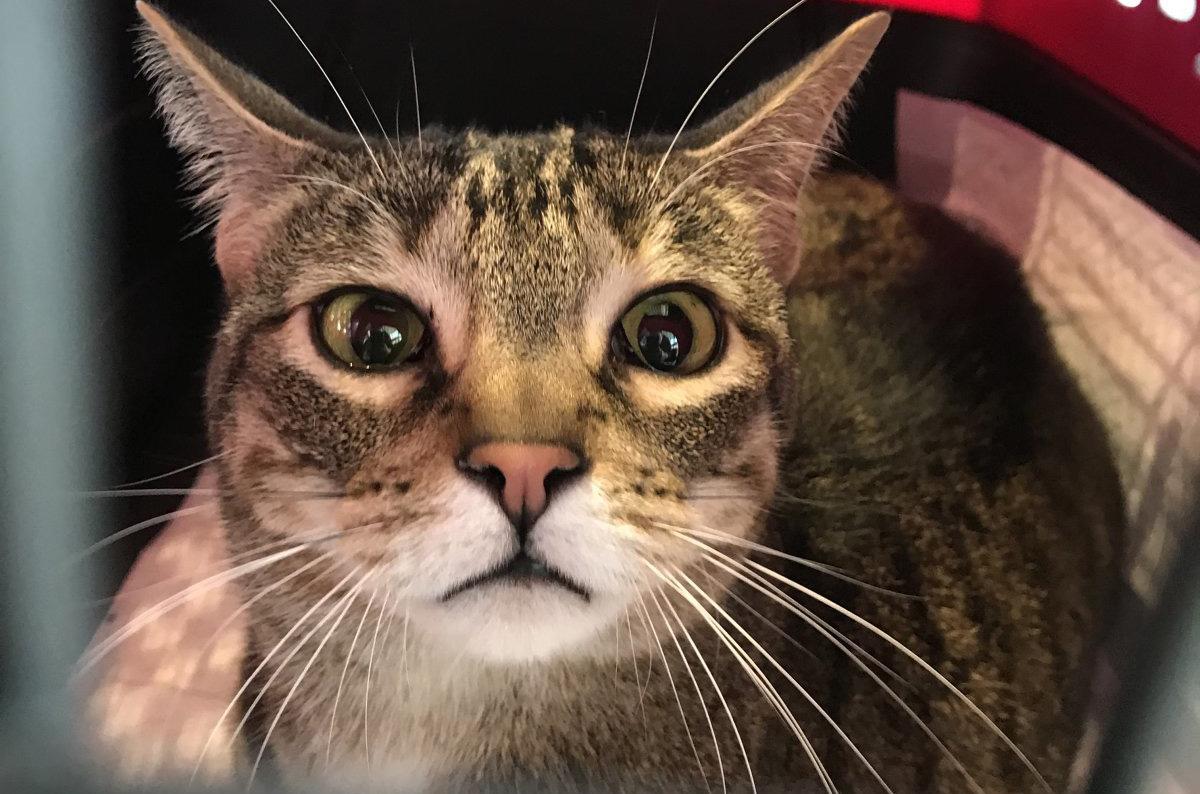 Escaped Cat Who Evaded JFK Authorities for 8 Days Finally Rescued - The ...