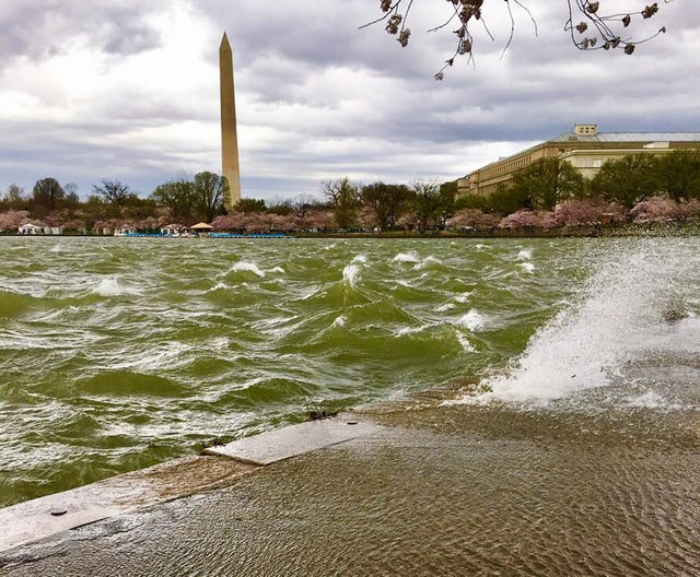 Capturing the Peak Bloom of the Washington DC Cherry Blossoms - The ...