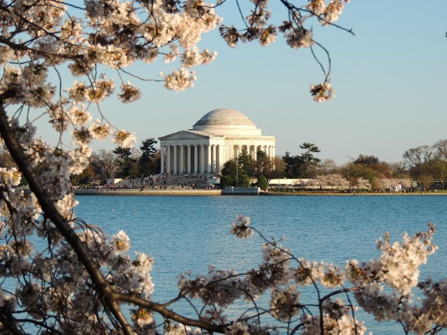 Capturing the Peak Bloom of the Washington DC Cherry Blossoms - The ...