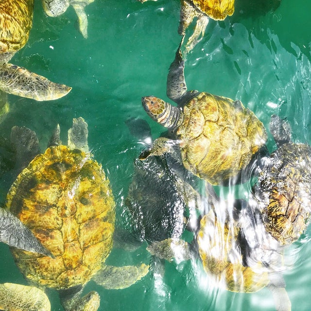 Five Fun Things for Kids to Do in Grand Cayman - The Points Guy