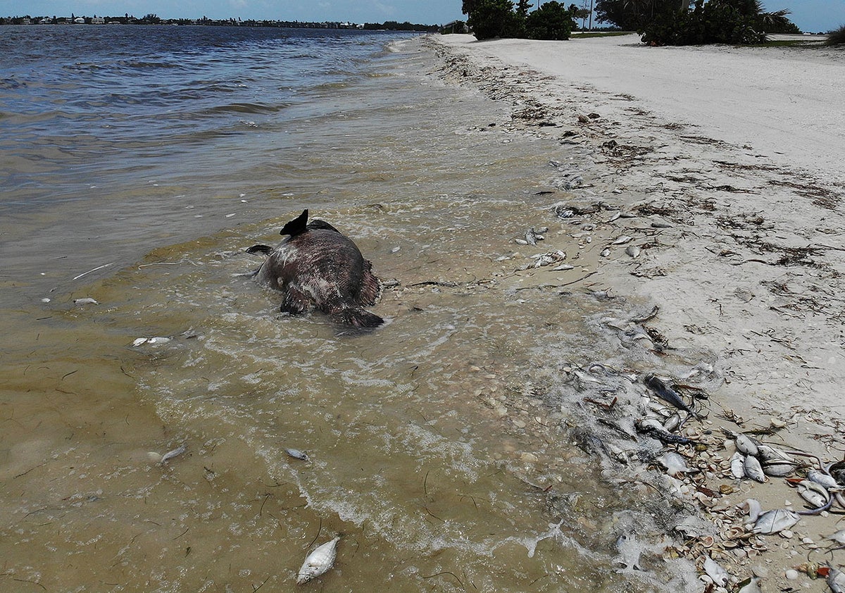 Everything You Need to Know About Florida’s Killer Red Tide - The ...