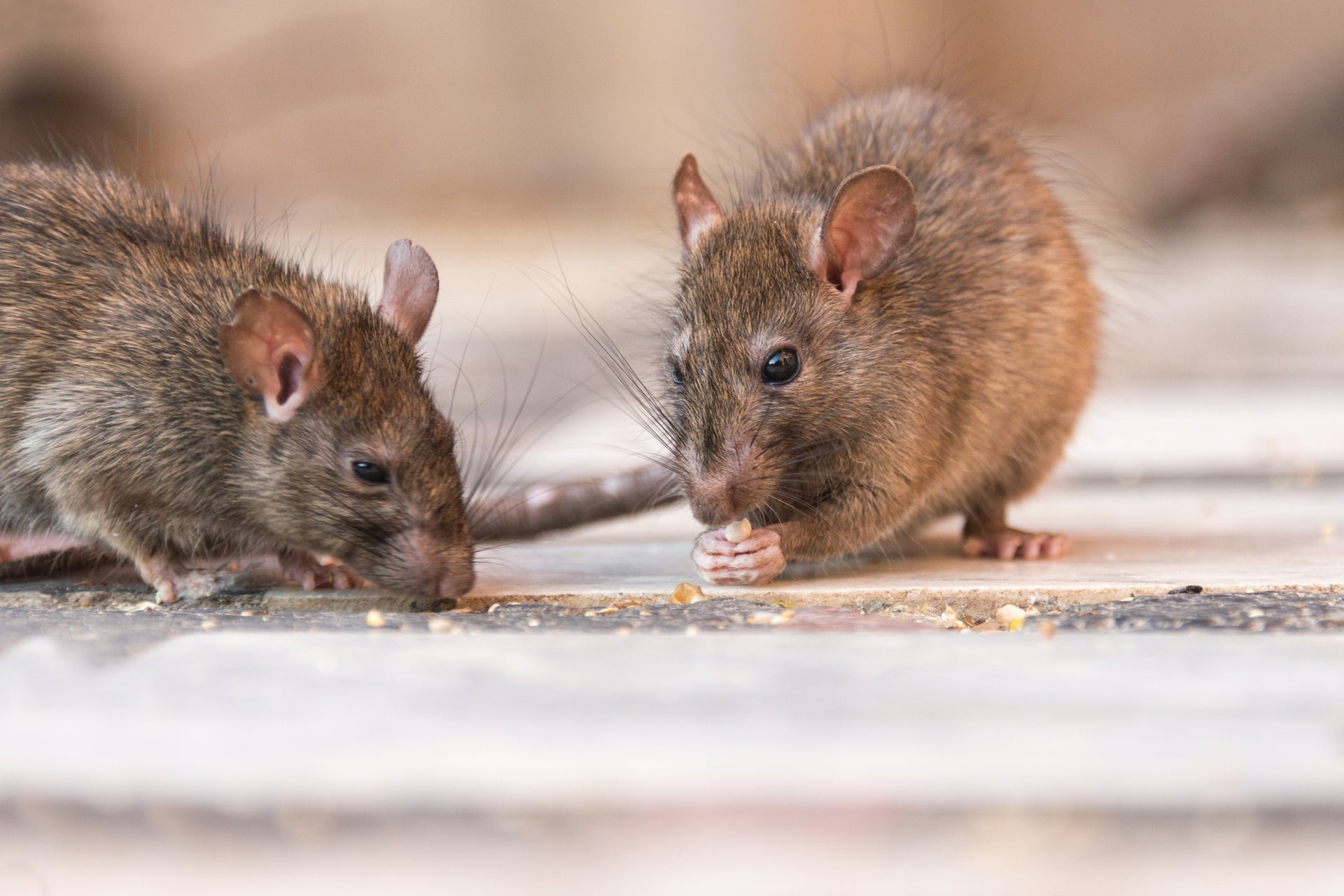 Seattle Airport Has Unwelcome Visitors: Rats - The Points Guy