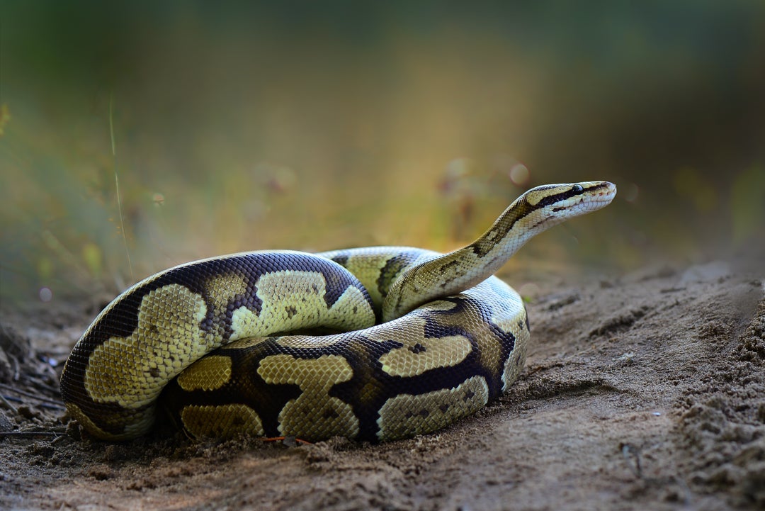 Russia Quarantines 20 Live Snakes in Carry-On Luggage - The Points Guy