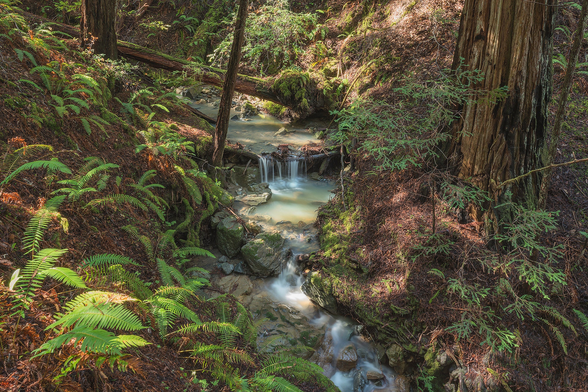 This Ancient Redwood Forest Will Open to the Public for the First Time ...