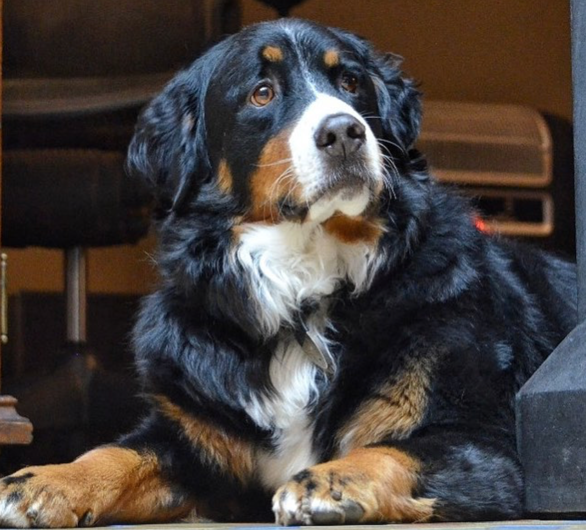 Hotel Pet Mascots Kids Will Love - The Points Guy