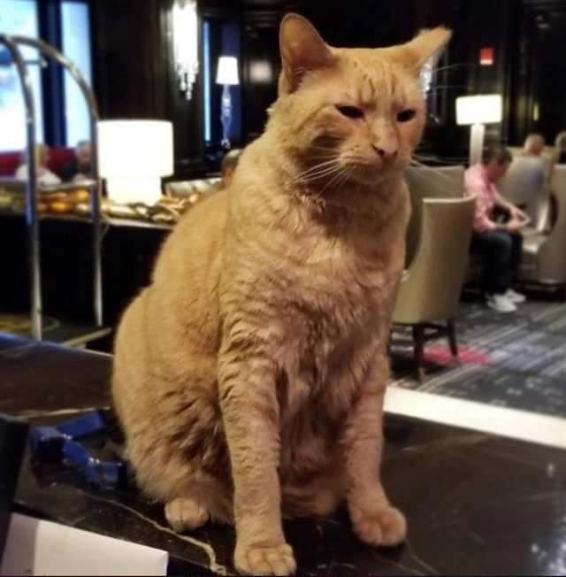 Hotel Pet Mascots Kids Will Love - The Points Guy