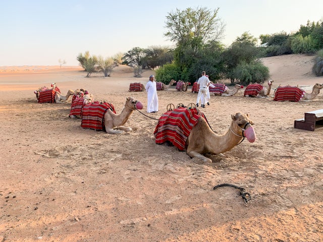 5 reasons Al Maha Resort is the best value Marriott Award redemption ...