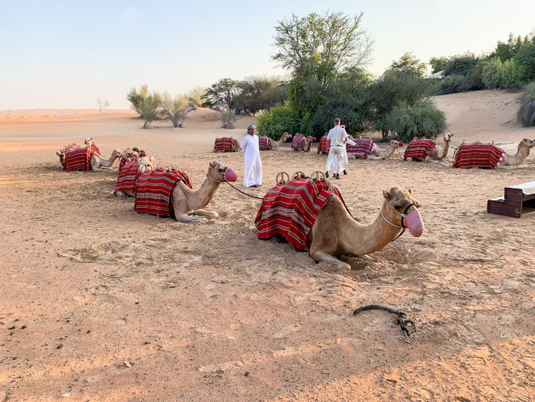 5 reasons Al Maha Resort is the best value Marriott Award redemption ...