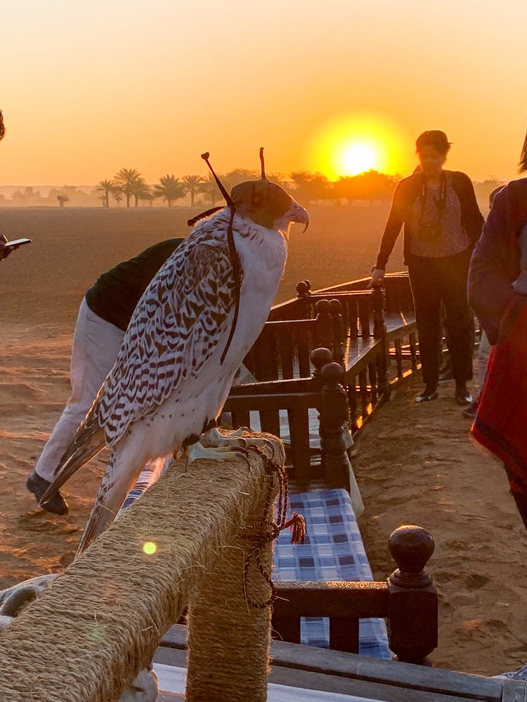 5 reasons Al Maha Resort is the best value Marriott Award redemption ...