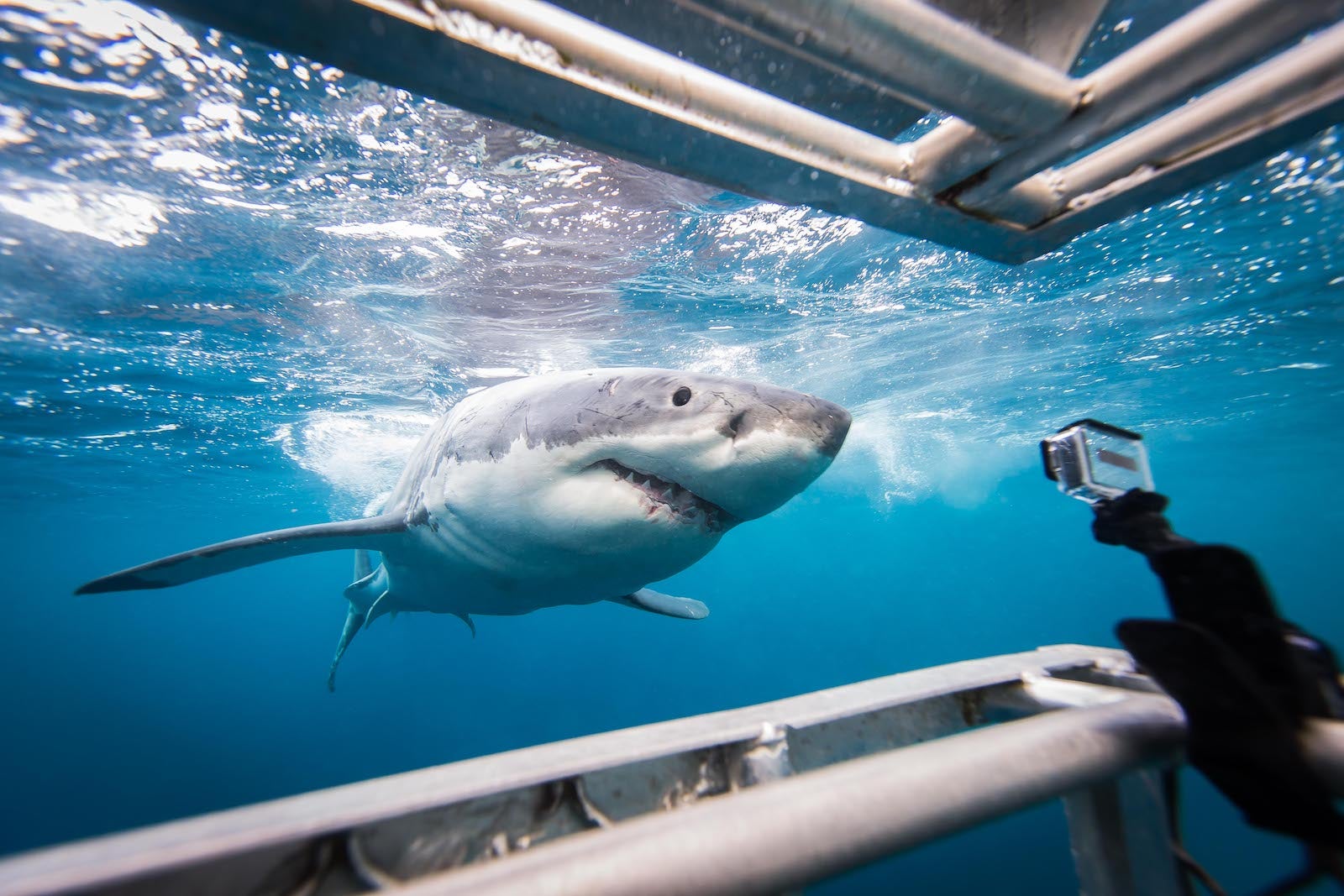 How to See Great White Sharks in the Wild - The Points Guy