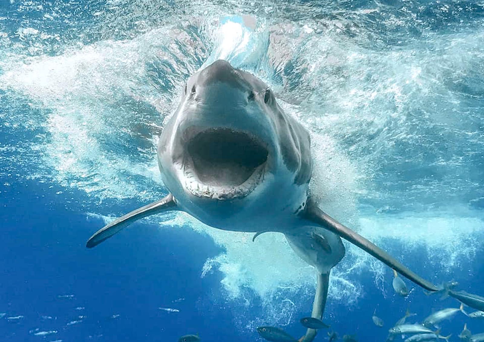 How to See Great White Sharks in the Wild - The Points Guy