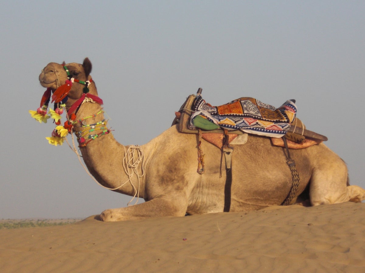 A Guide to Family-Friendly Travel in India - The Points Guy