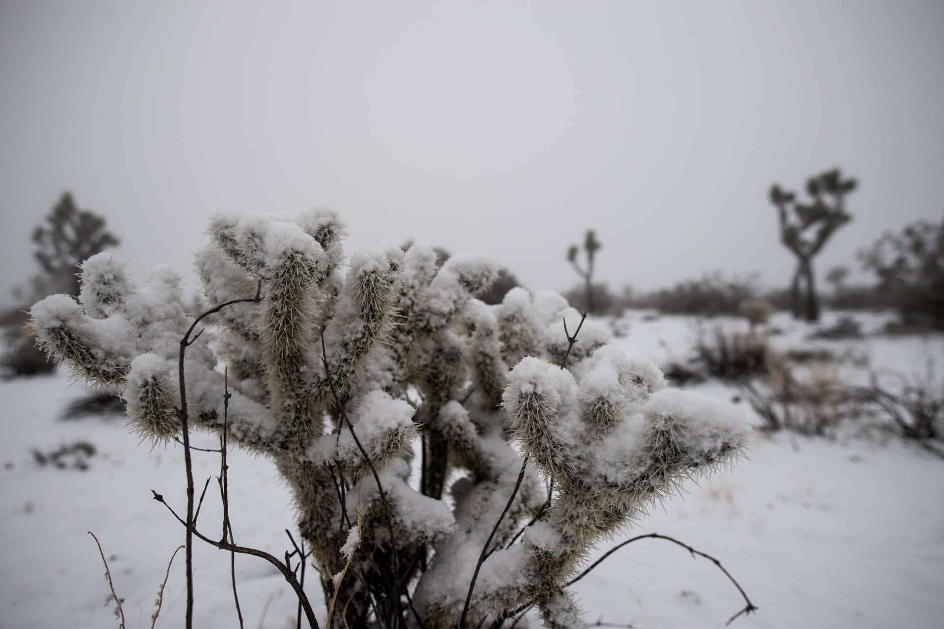 Photos: Joshua Tree Is a Winter Wonderland After Rare Snowstorm - The ...