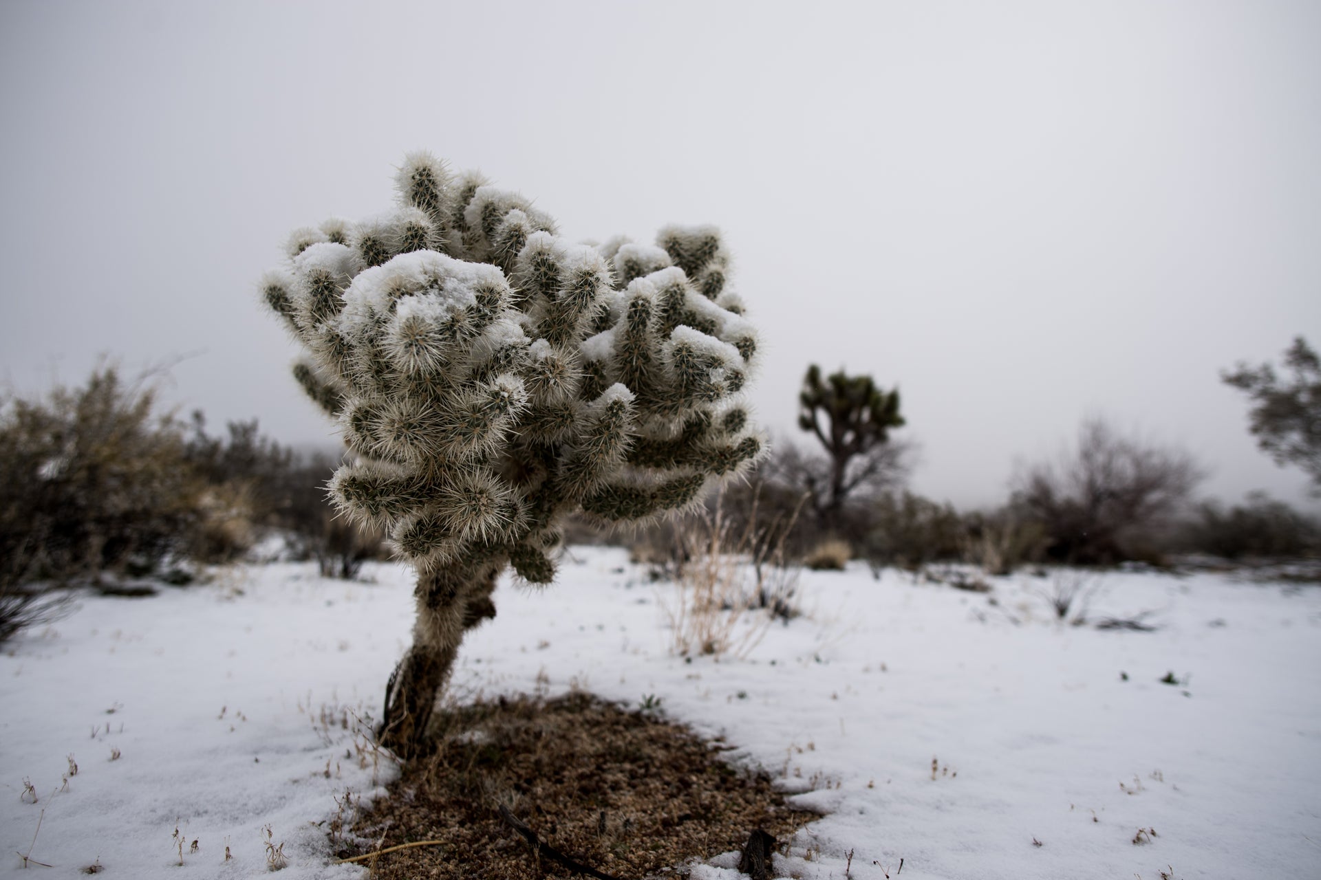 Photos: Joshua Tree Is a Winter Wonderland After Rare Snowstorm - The ...