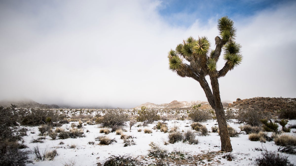 Photos: Joshua Tree Is a Winter Wonderland After Rare Snowstorm - The ...