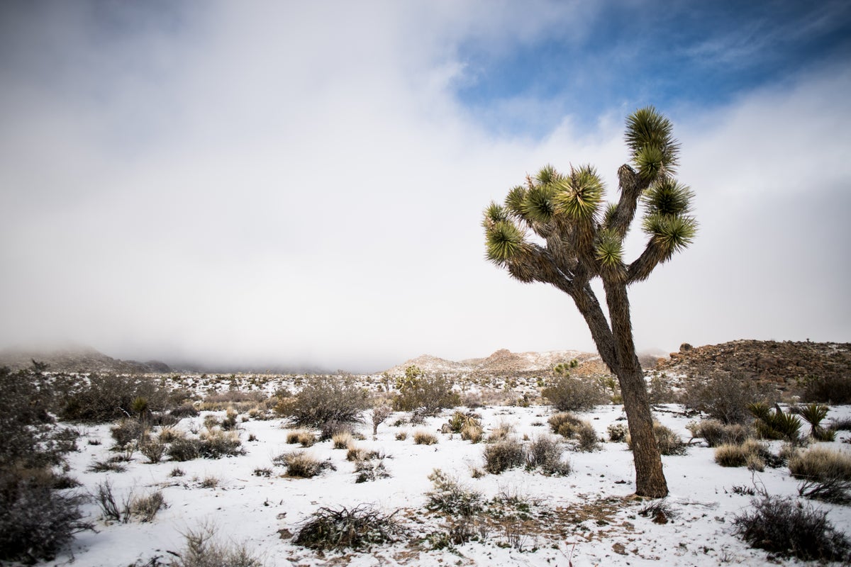 Photos: Joshua Tree Is a Winter Wonderland After Rare Snowstorm - The ...