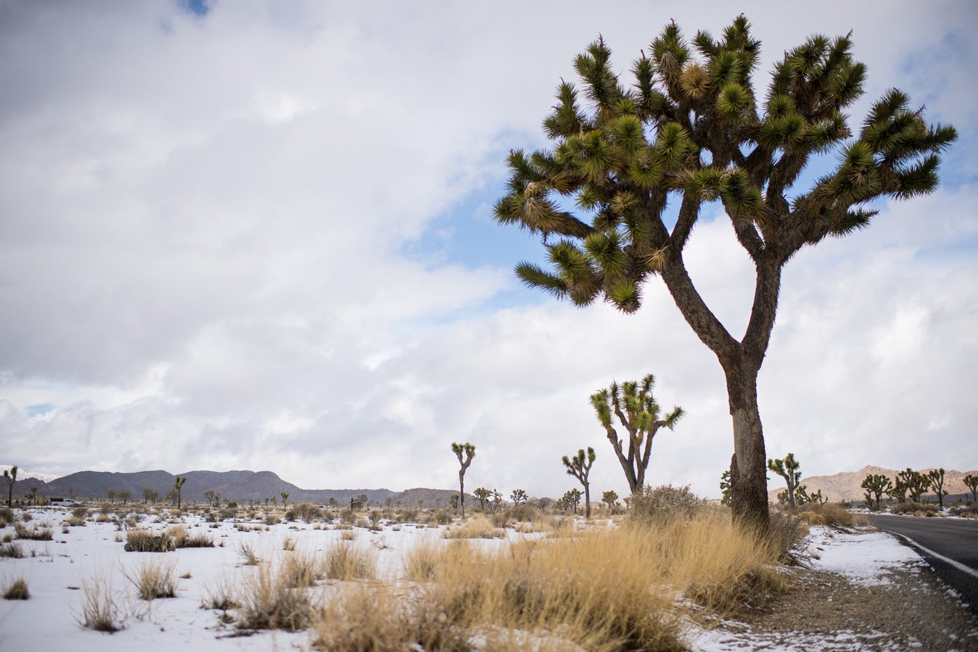 Photos: Joshua Tree Is a Winter Wonderland After Rare Snowstorm