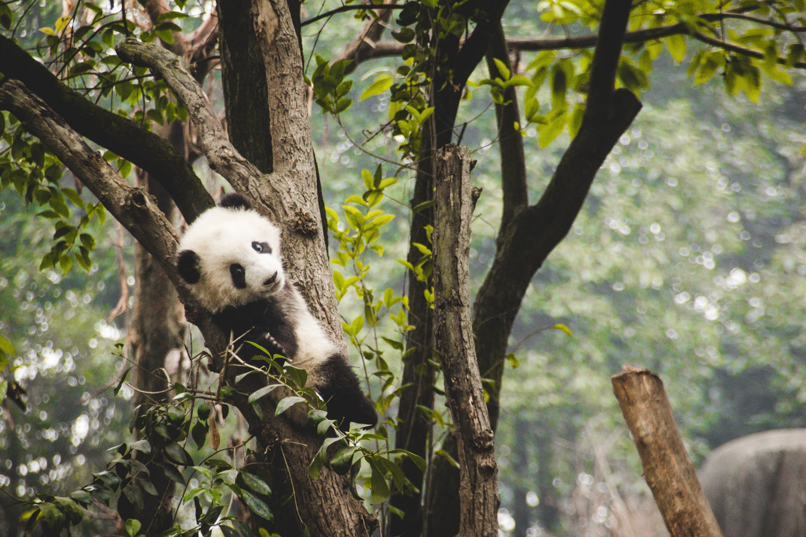 China's New Giant Panda National Park Is Opening Soon - The Points Guy