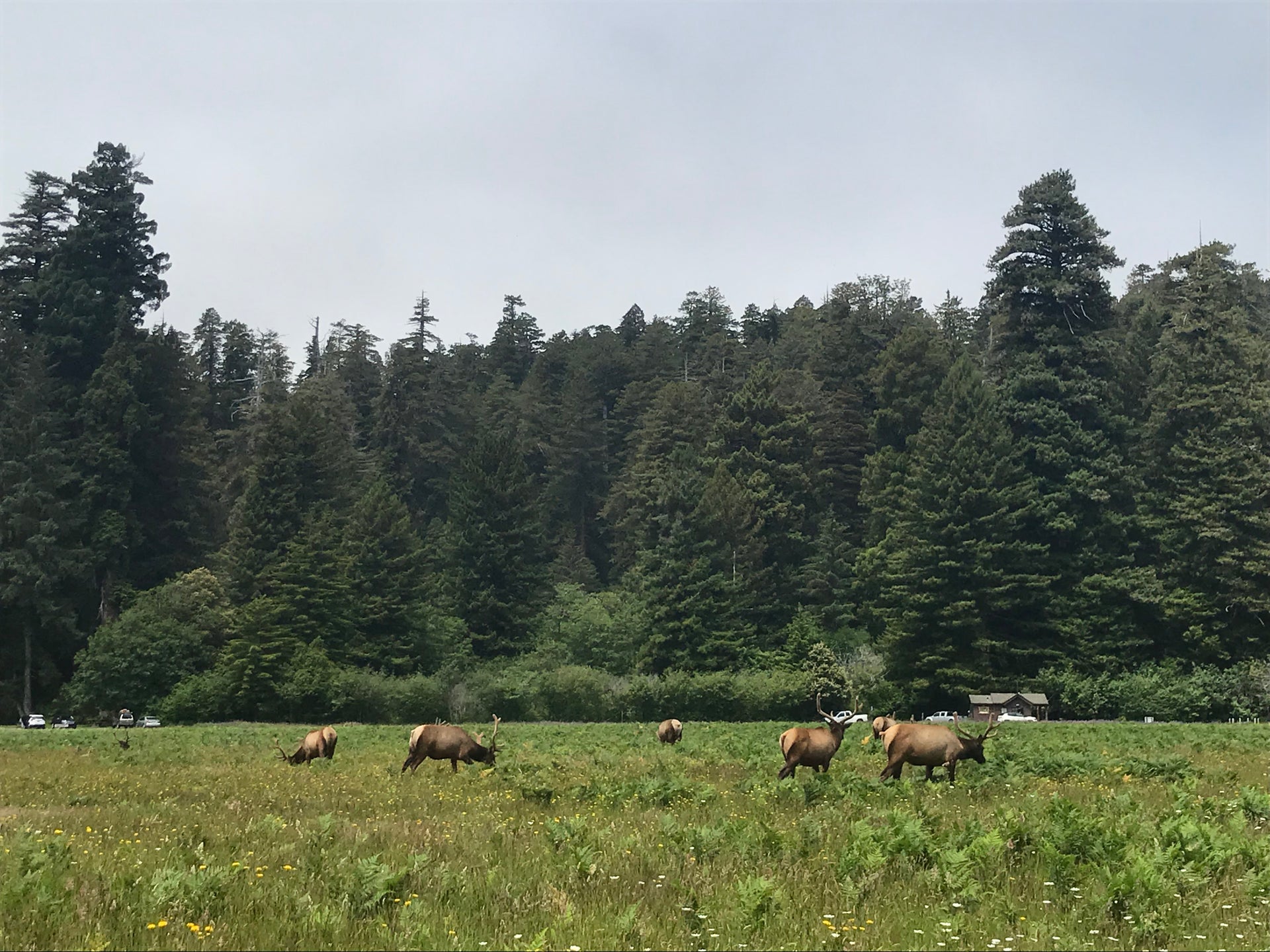 Things to know when taking the family to Redwood National and State ...