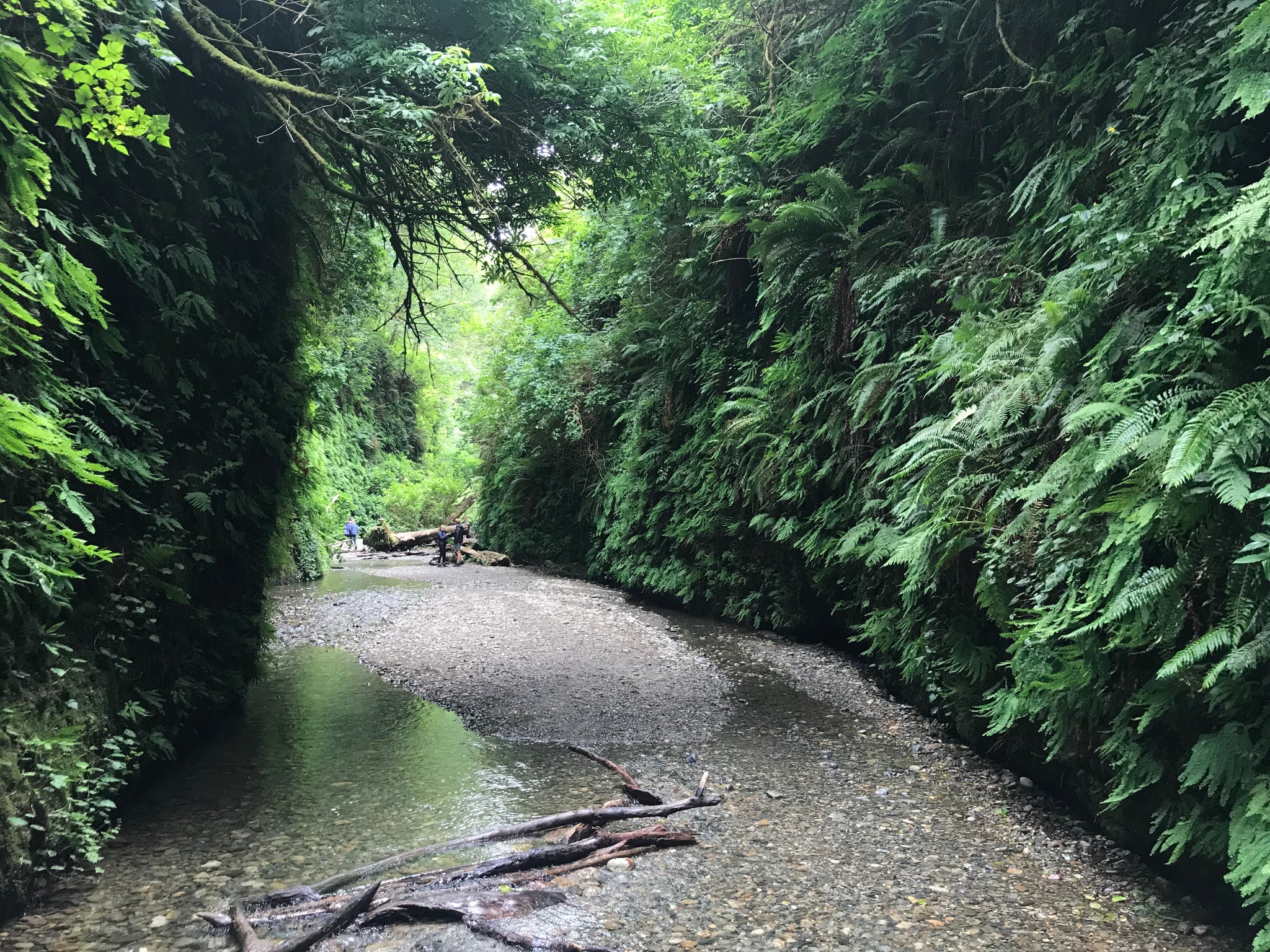 Things to know when taking the family to Redwood National and State ...