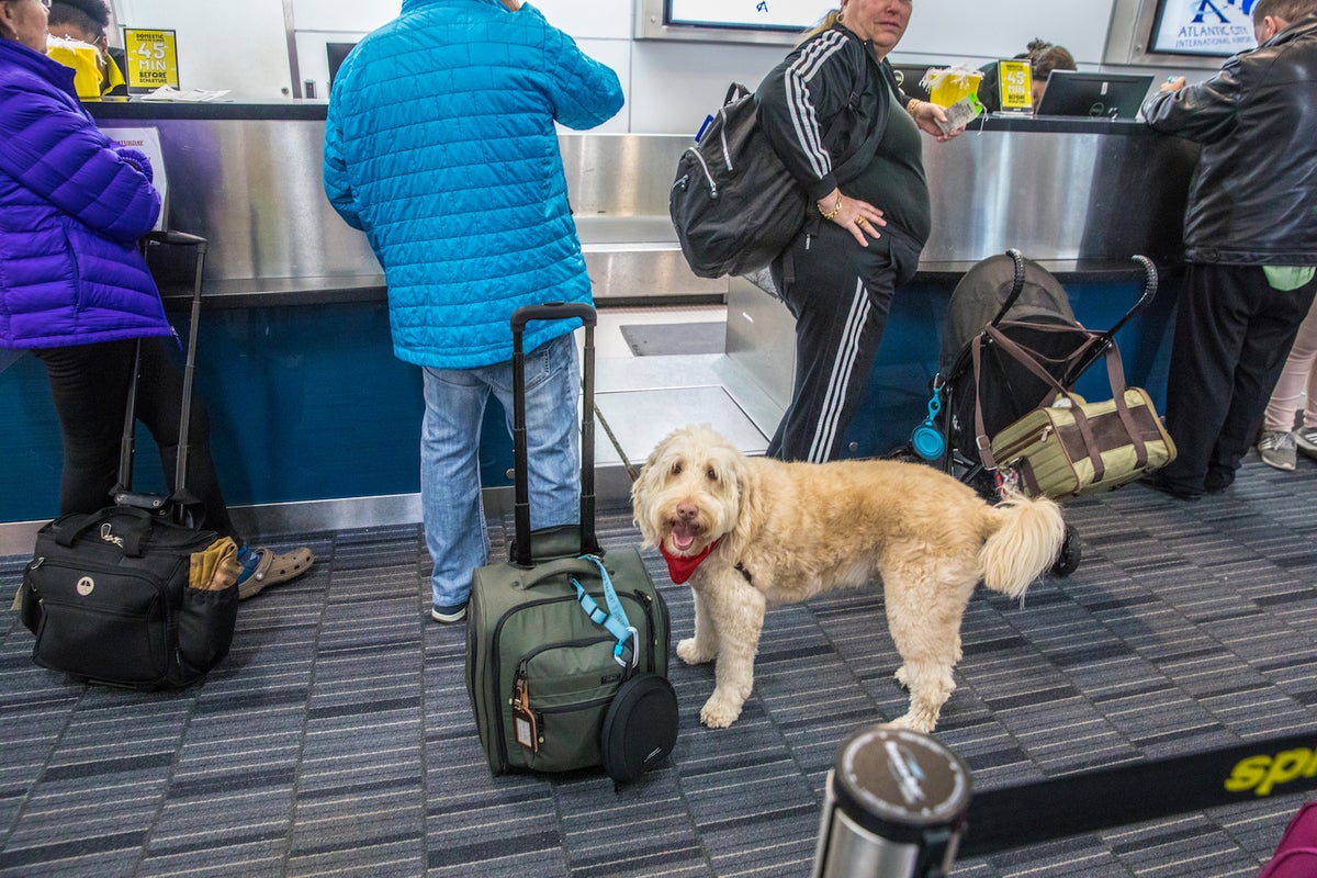 Flying with an emotional support animal (ESA): What you need to know ...