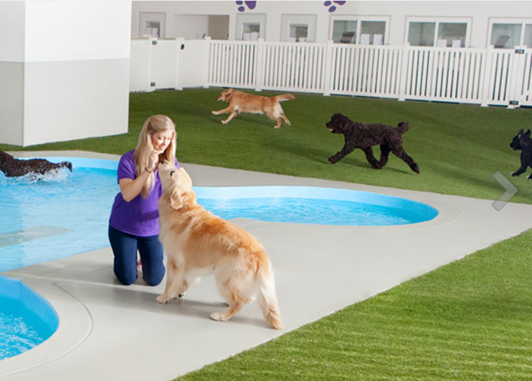 Perks for pets, convenience for flyers: Your guide to airport pet ...