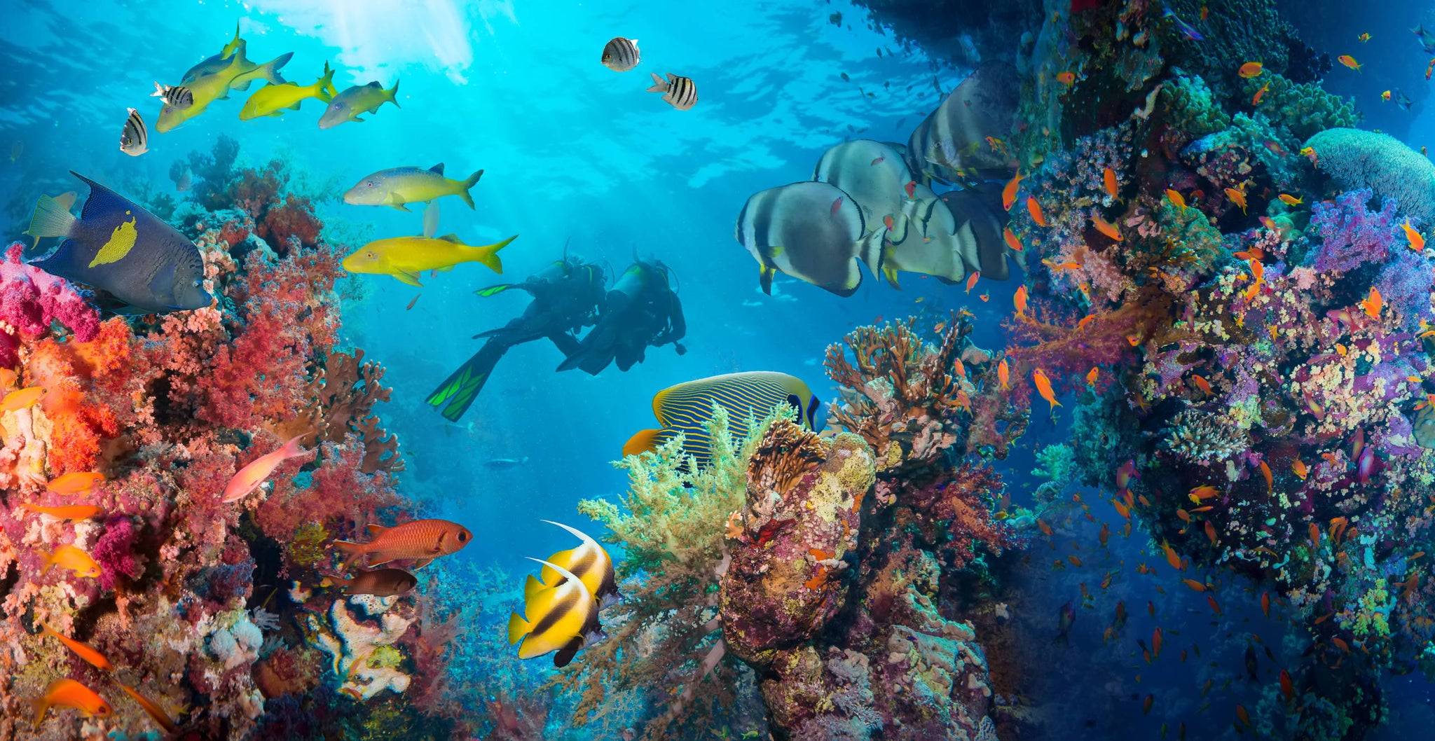 Everything you need to know about scuba diving in the Maldives - The ...