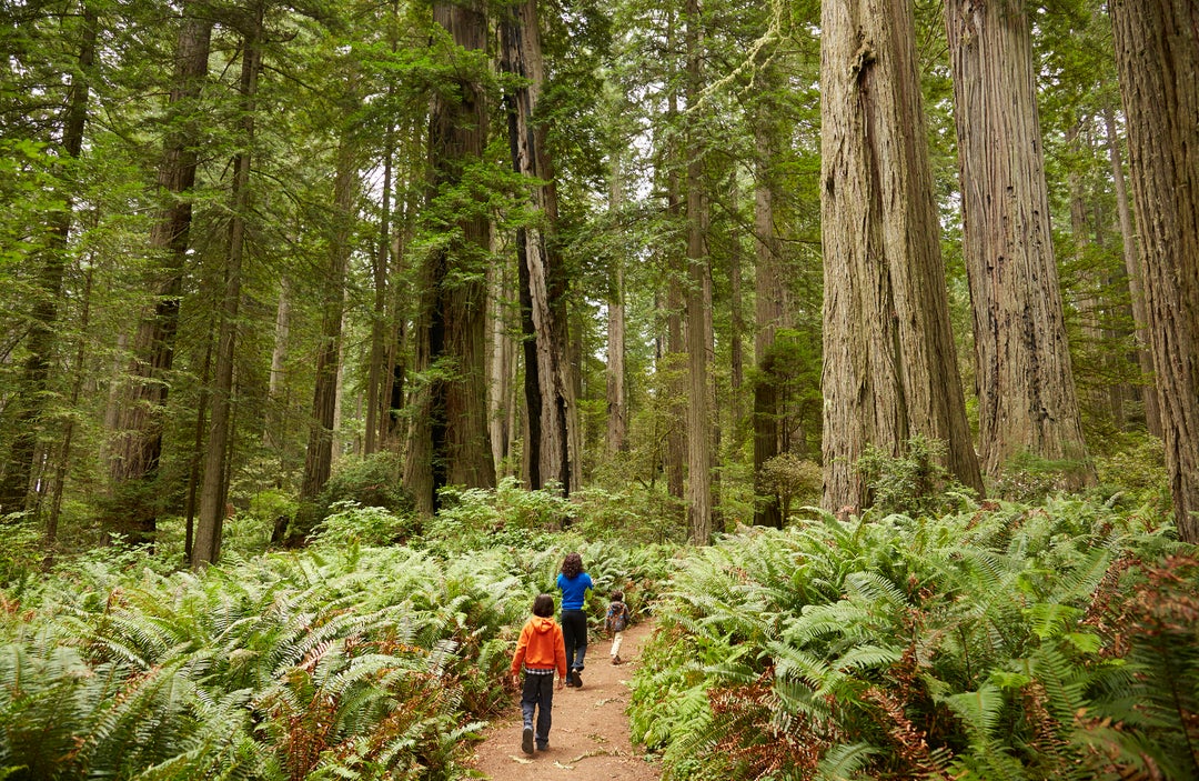 Things to know when taking the family to Redwood National and State ...