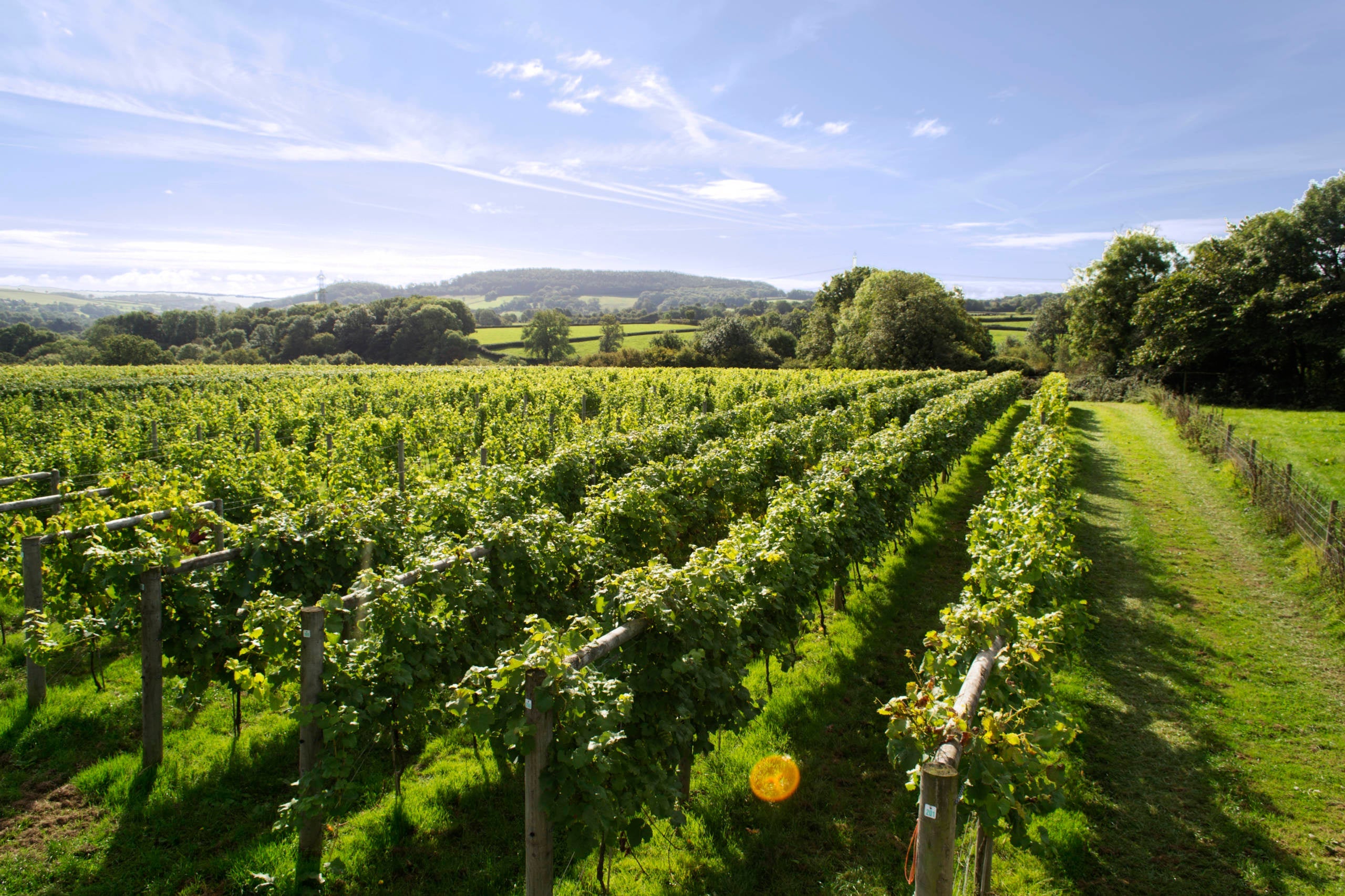 5 up-and-coming English wine regions worth visiting - The Points Guy