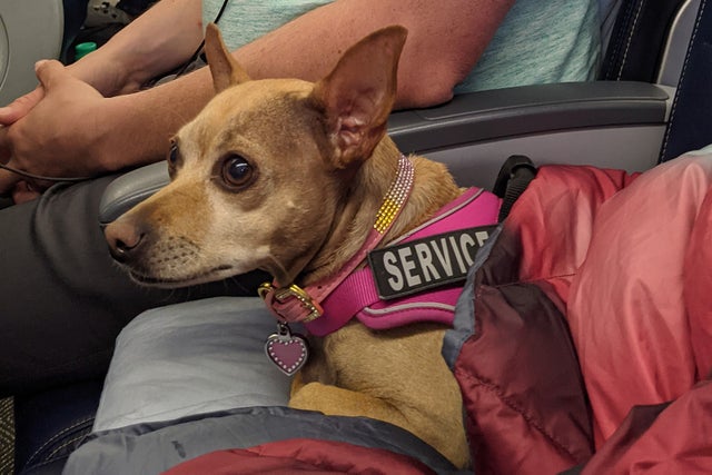 Pack your pup: How to travel around Italy with a small dog - The Points Guy