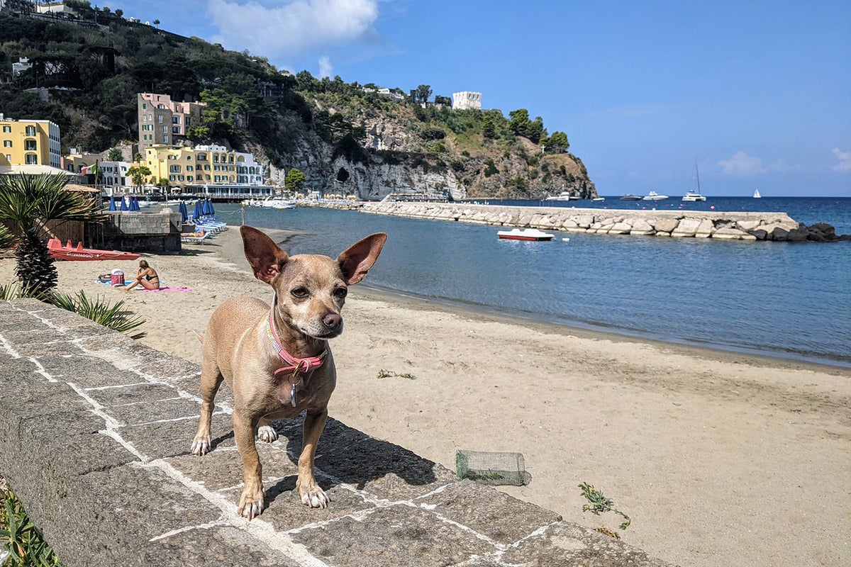 Pack your pup: How to travel around Italy with a small dog - The Points Guy