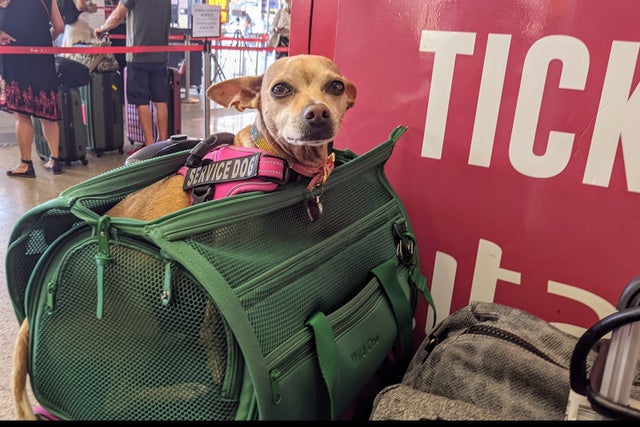 Pack your pup: How to travel around Italy with a small dog - The Points Guy