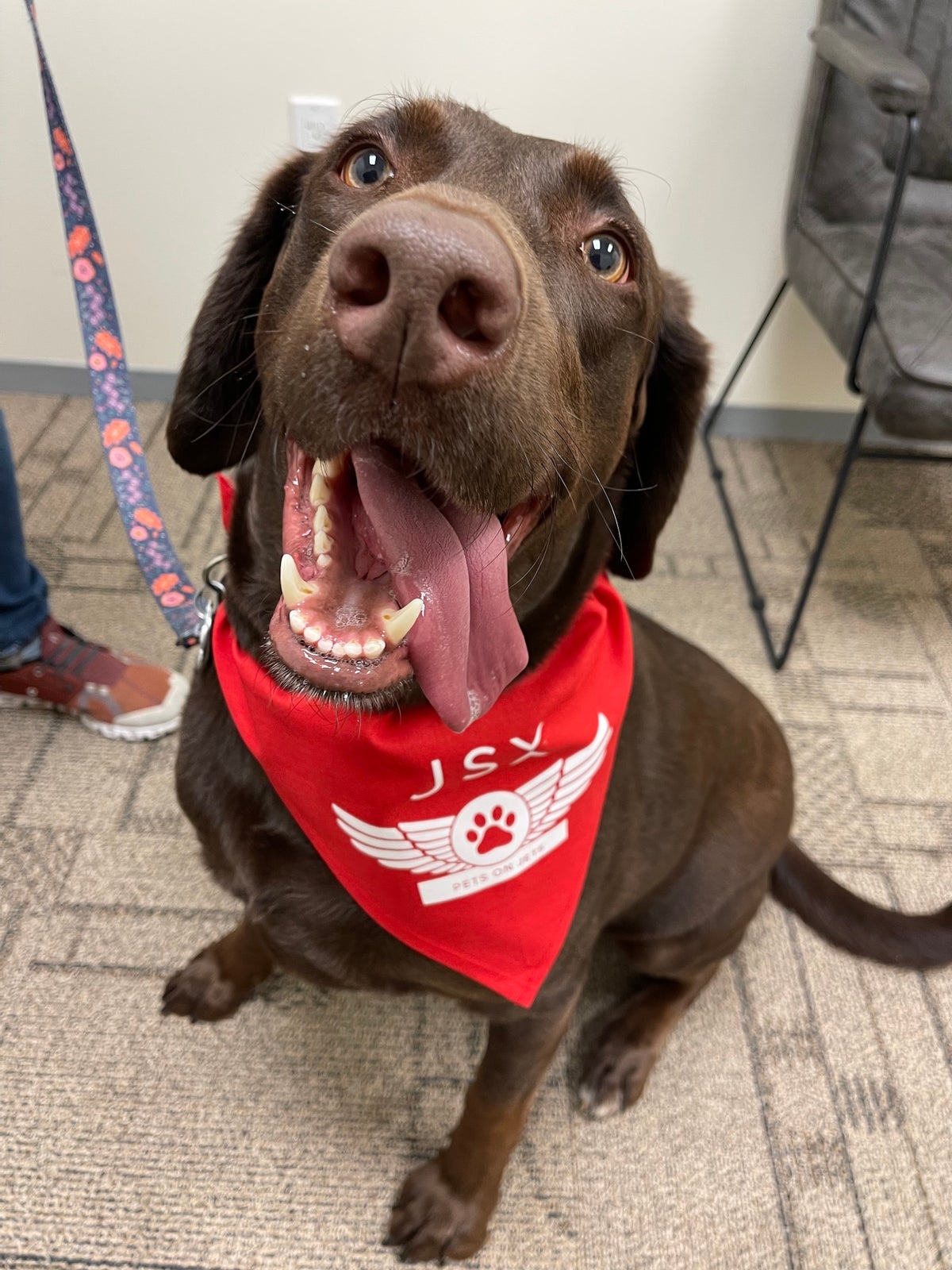 A paws-itive experience: Taking my dog on JSX for her first-ever flight ...