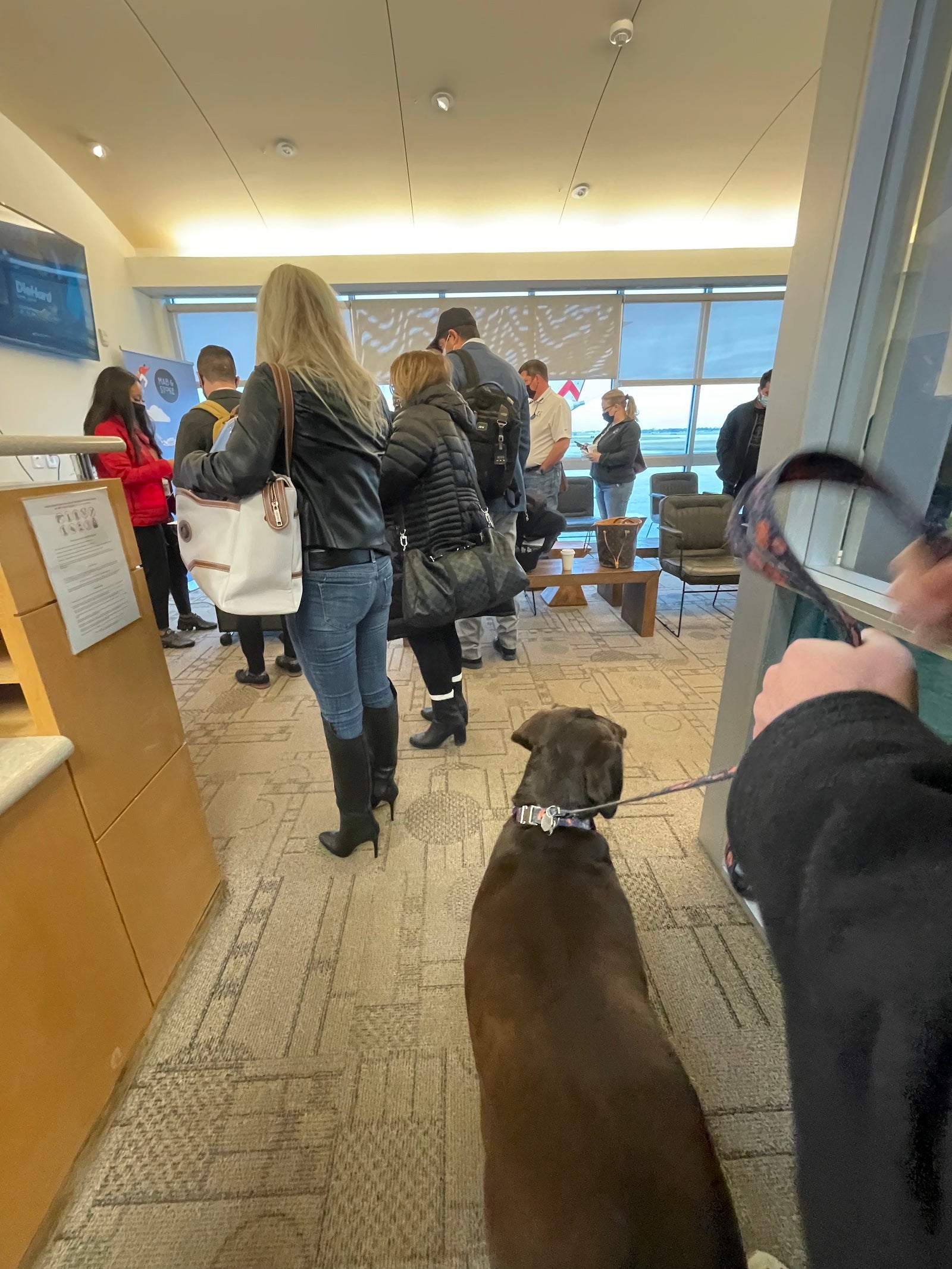 A paws-itive experience: Taking my dog on JSX for her first-ever flight ...