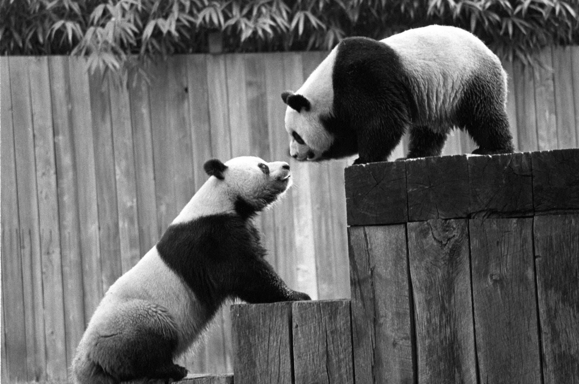 Celebrating 50 years of giant pandas at the Smithsonian National Zoo ...