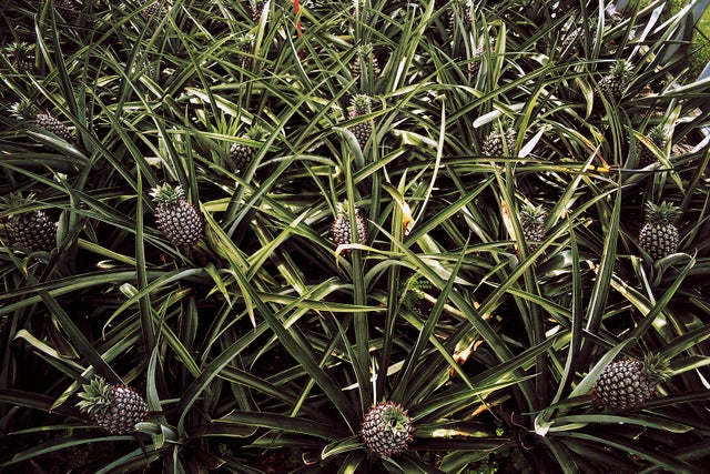 A food and drink guide to the Azores - The Points Guy