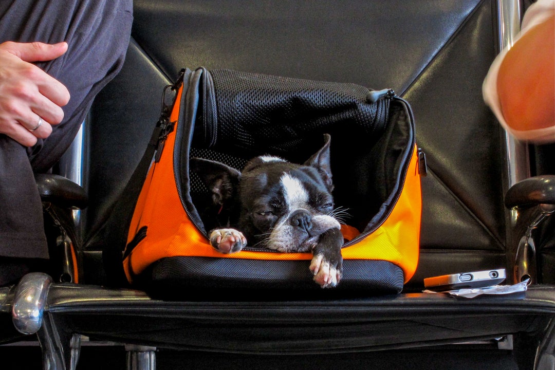 Delta Air Lines pet policy: Flying with a pet on Delta - The Points Guy