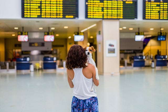 Delta Air Lines pet policy: Flying with a pet on Delta - The Points Guy