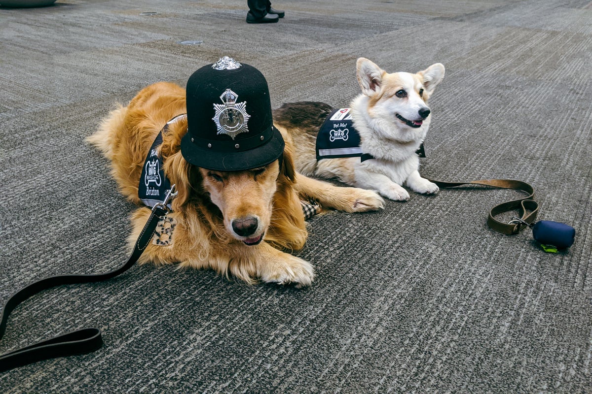 11 therapy dogs, and a pig, cat and rabbit are calming pre-flight ...