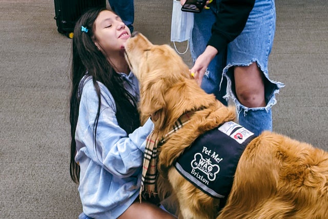 11 therapy dogs, and a pig, cat and rabbit are calming pre-flight ...