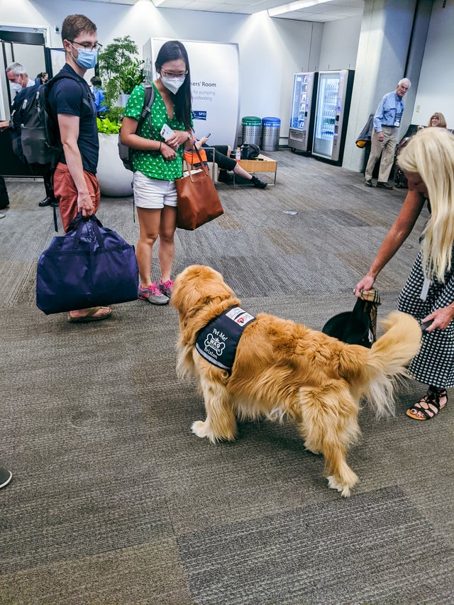 11 therapy dogs, and a pig, cat and rabbit are calming pre-flight ...