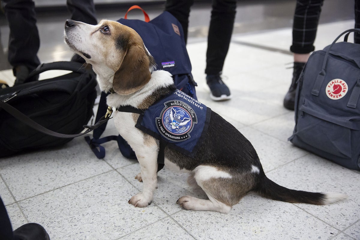 The 'Beagle Brigade' helps Customs and Border Protection sniff out ...