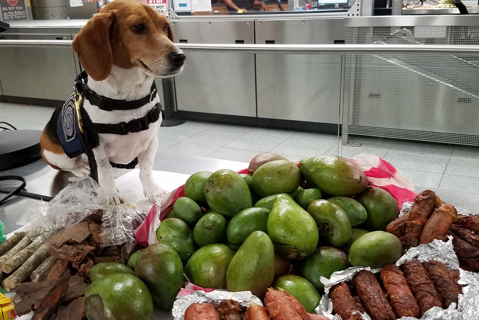 The 'Beagle Brigade' helps Customs and Border Protection sniff out ...