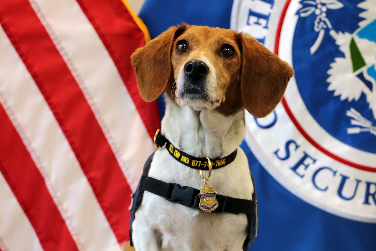 The 'Beagle Brigade' helps Customs and Border Protection sniff out ...