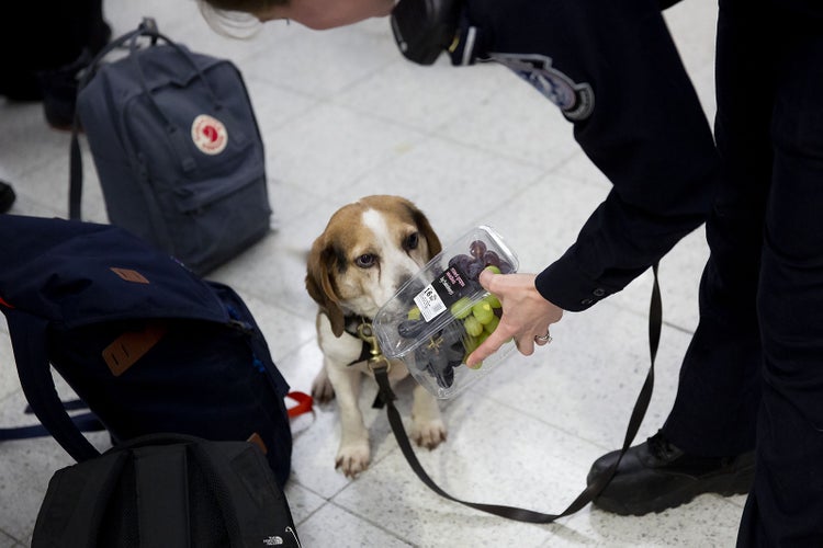 The 'Beagle Brigade' helps Customs and Border Protection sniff out ...