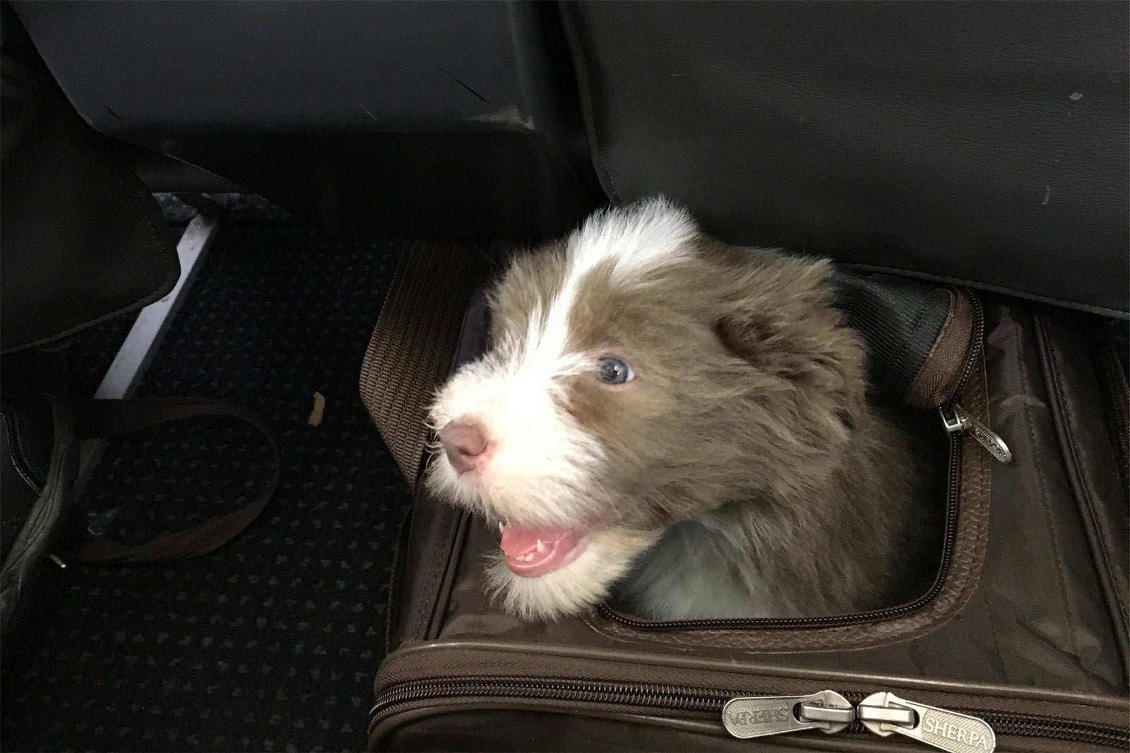 Puppy tested: Two paws up for the Sherpa Original Deluxe pet carrier ...
