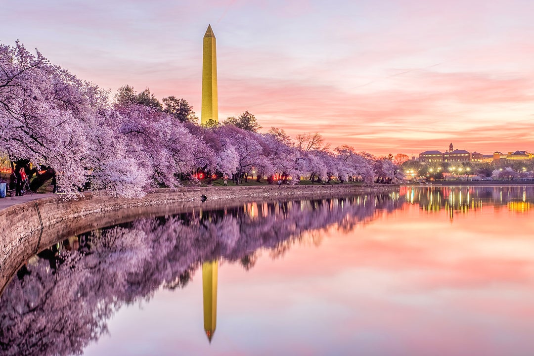 The 10 best places to see cherry blossoms in the US - The Points Guy