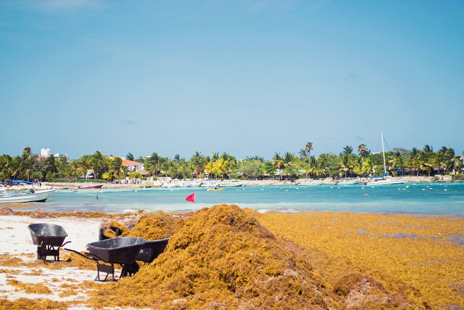 Sargassum is headed to Florida and the Caribbean. Could it ruin your ...