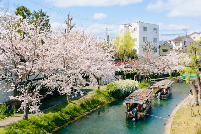 The best places in the world to see cherry blossoms - VoyageAround